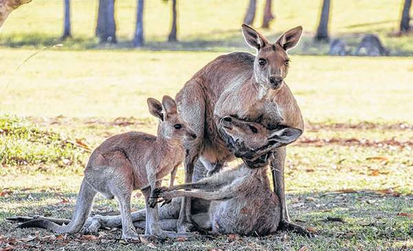 Un canguro que acompaña a su pareja antes de morir - La Nueva