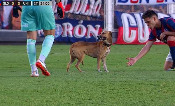 Un perro alegró la tarde de los hinchas de San Lorenzo en el pálido 0-0 ...