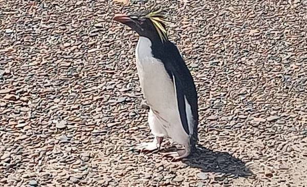 Bahía San Blas: el pingüino penacho amarrillo que volvió al mar - La Nueva