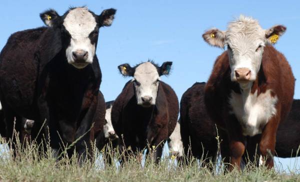 Novillo: ¿por qué es la categoría perdida que promete regresar? - La Nueva