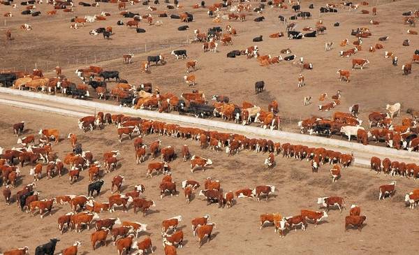 Engorde a corral: ¿un mayor encierre aumentará la oferta de hacienda ...