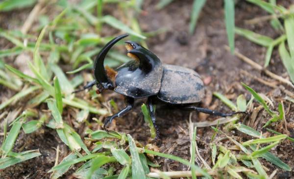 ¿Por qué el bicho torito puede poner en riesgo la siembra fina récord ...