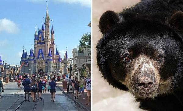 Disney World: una osa se metió en Magic Kingdom y tuvieron que cerrar ...