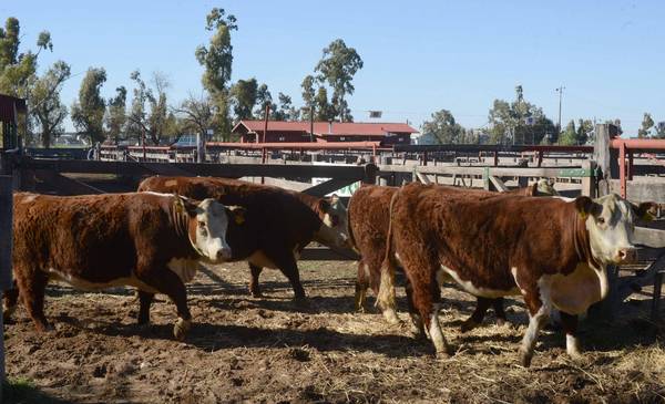 Bordeu 2025: hoy se consagran los grandes campeones de la muestra - La ...